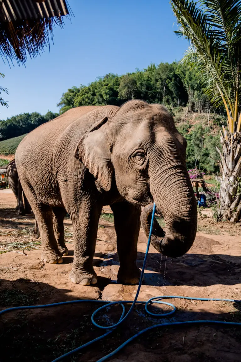 Ein Tag mit Elefanten in Thailand - naturnah & artgerecht