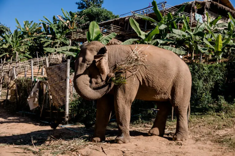Ein Tag mit Elefanten in Thailand - naturnah & artgerecht